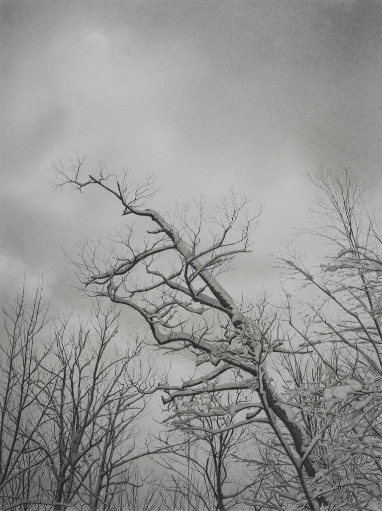 Mary Reilly - Wintry Trees 5, photorealist graphite landscape drawing ...