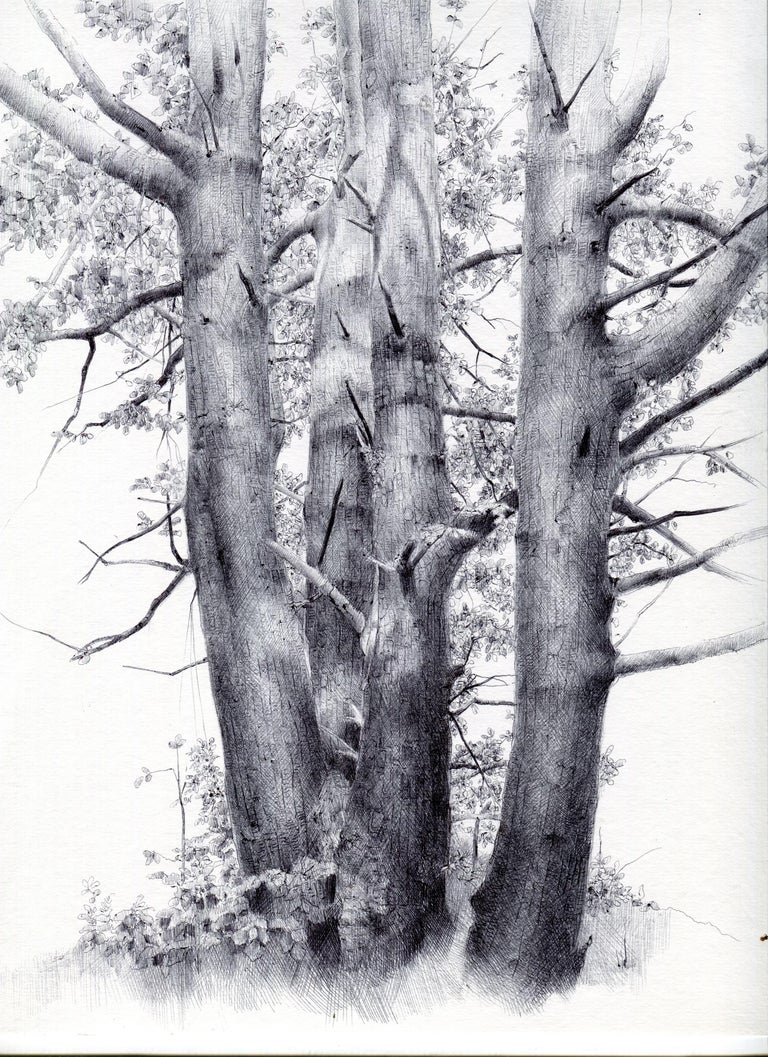 Dina Brodsky - Untitled Tree 3, realist ballpoint pen still life ...