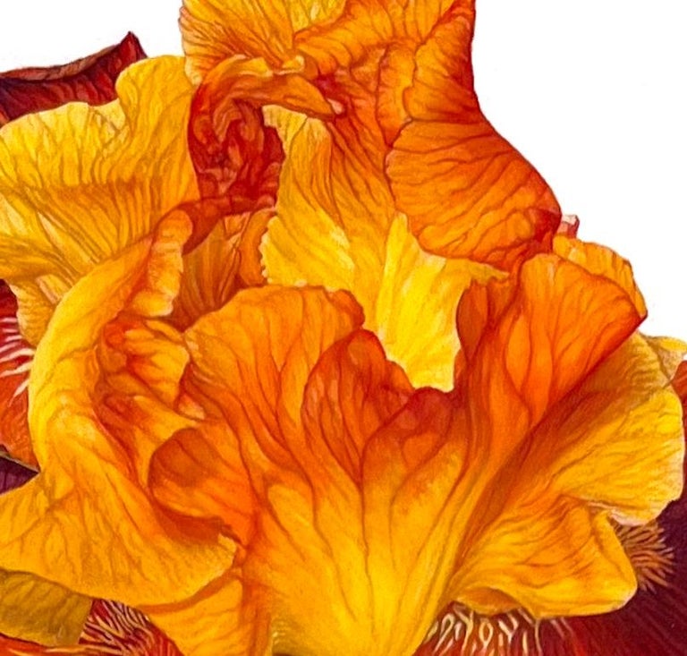 David Morrison - Snapshot Series No. 1 (Iris), photorealist coloured ...