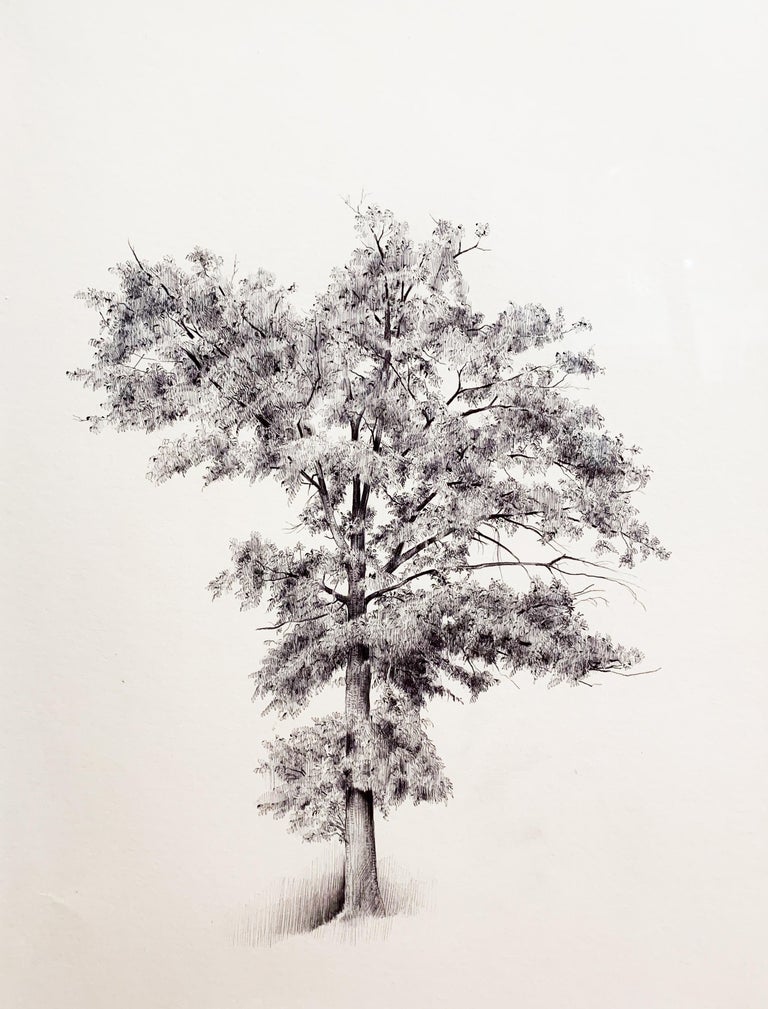 Dina Brodsky - Untitled Tree 2, realist ballpoint pen still life ...