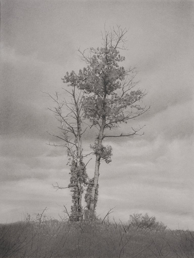 Mary Reilly - Tree and Sky, photorealist graphite landscape drawing ...