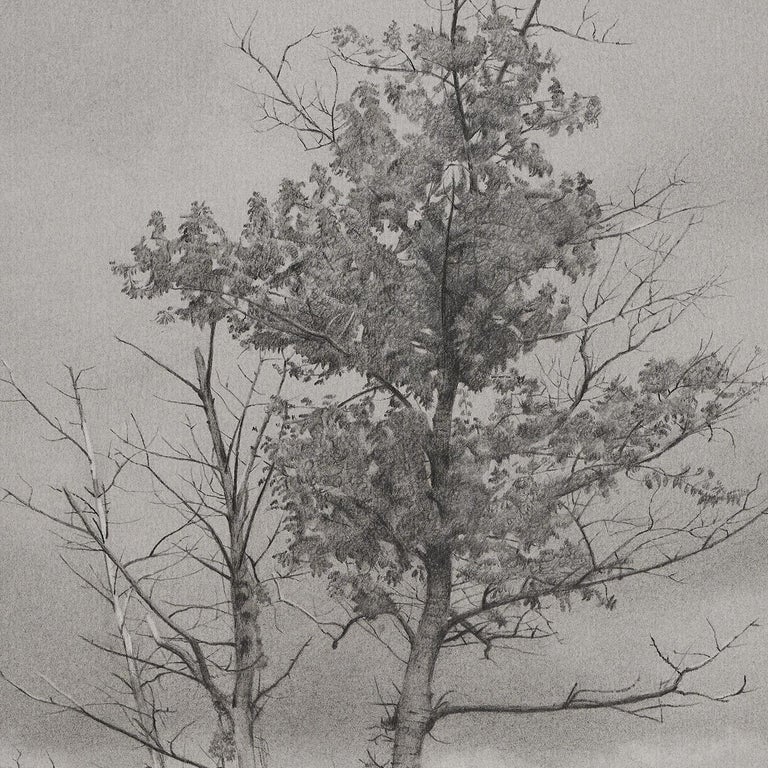 Mary Reilly - Tree and Sky, photorealist graphite landscape drawing ...