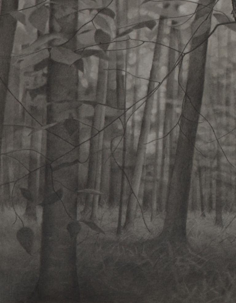 Mary Reilly - Within the Forest, gray photorealist graphite landscape ...