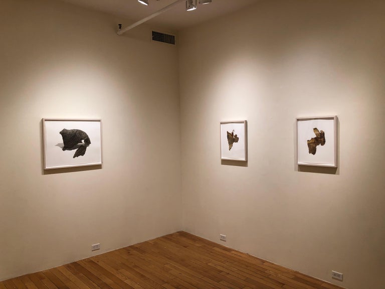 David Morrison - David Morrison, Paper Wasp Series No. 2, hyperrealist ...