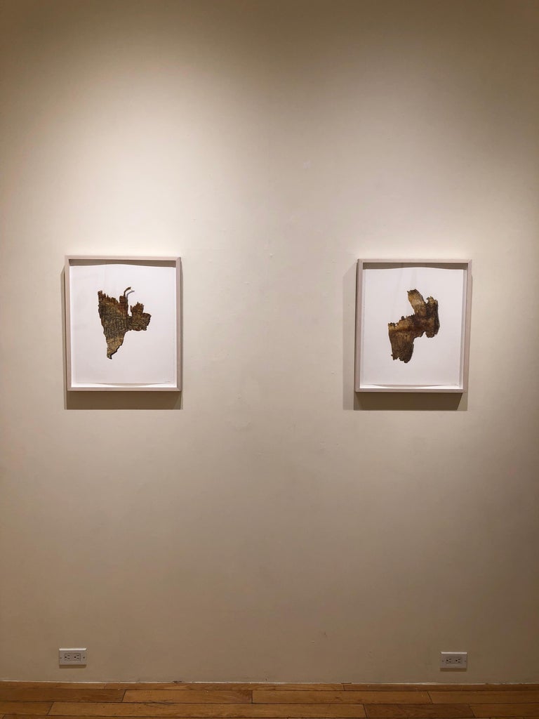 David Morrison - Birch Fragment No. 1, photorealist coloured pencil ...