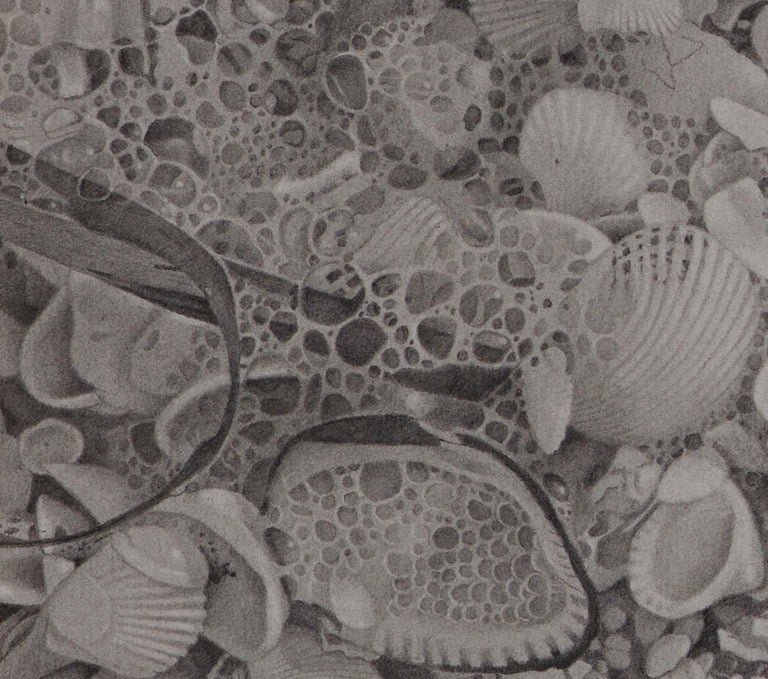 Mary Reilly - Seashells 3, photorealist graphite nature drawing, 2018 ...