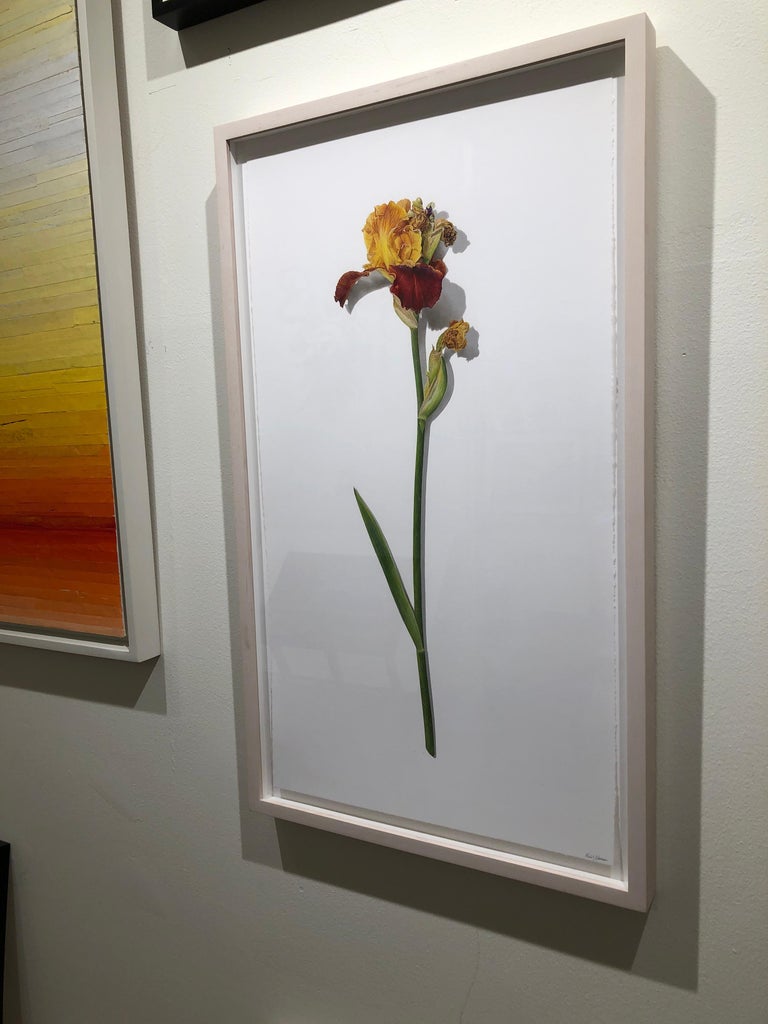 David Morrison - David Morrison, Iris Drawing, hyperrealist colored ...