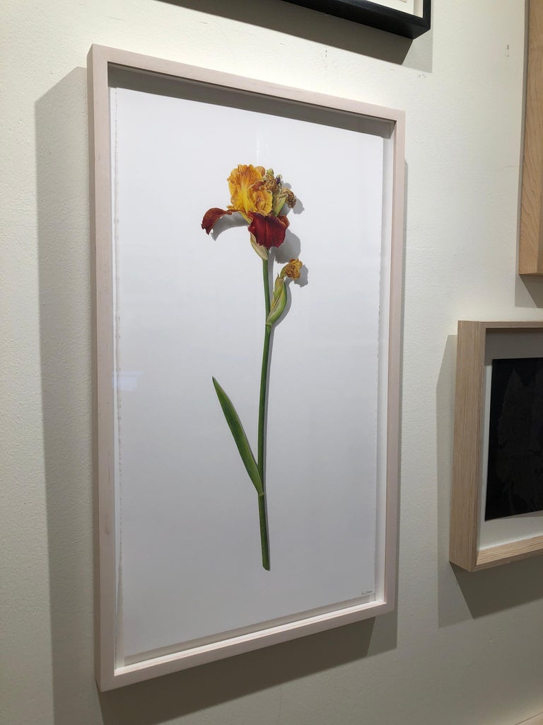 David Morrison - David Morrison, Iris Drawing, hyperrealist colored ...