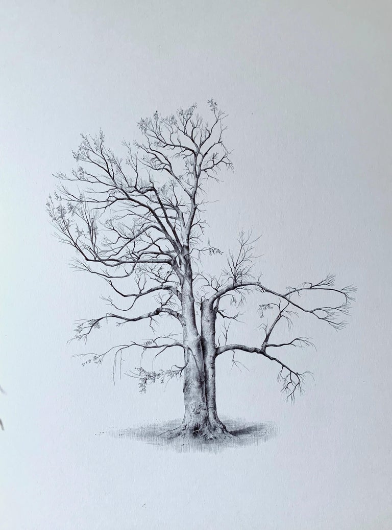 Dina Brodsky - Untitled (Lightning Tree), realist ballpoint pen still ...
