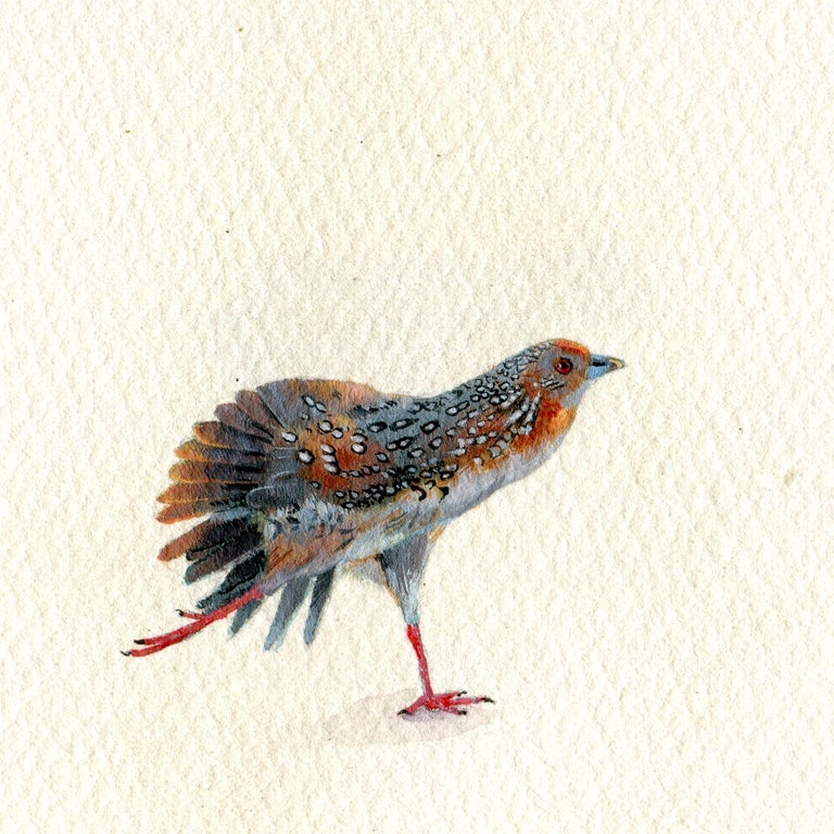 Dina Brodsky - Ocellated Crake, realist gouache on paper miniature bird ...