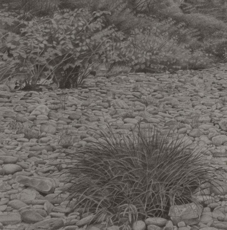 Mary Reilly - Riverbank 3, photorealist graphite landscape drawing ...