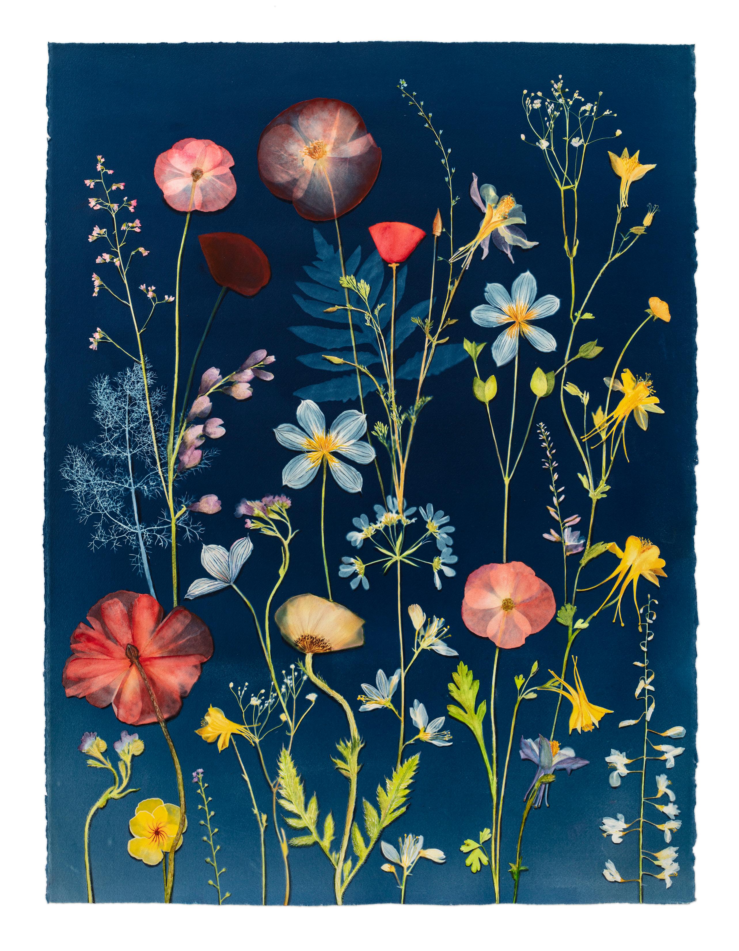 Julia Whitney Barnes - Cyanotype Painting (Poppies, Clematis, Columbine ...
