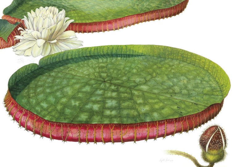 Margherita Leoni - Victoria amazonica at 1stDibs