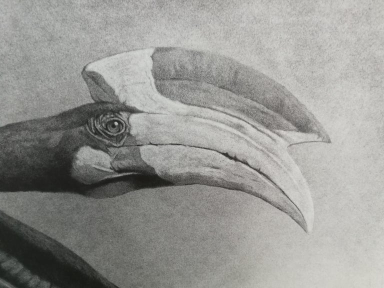 Giorgia Oldano - Black and white pencil drawing of rare brazilian birds ...