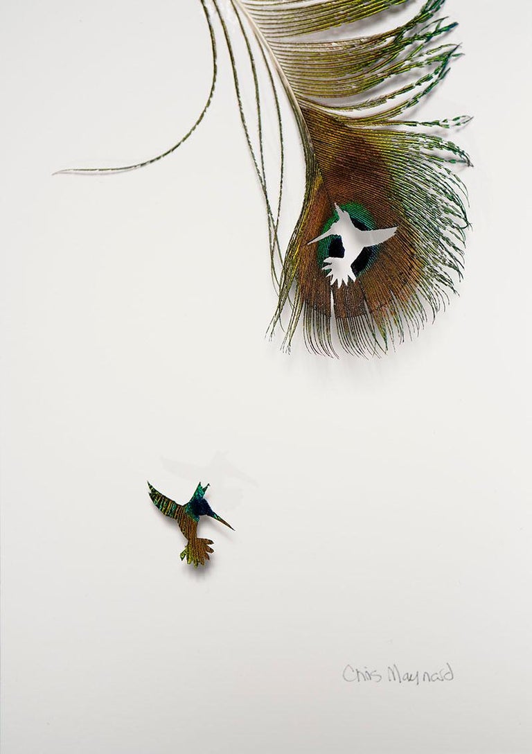 Chris Maynard - Humming bird -peacock feather colorful still life ...