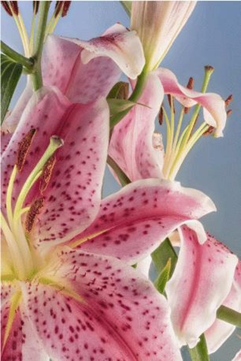 Misha and David - Lucent 03, spring limited edition, printed on ...