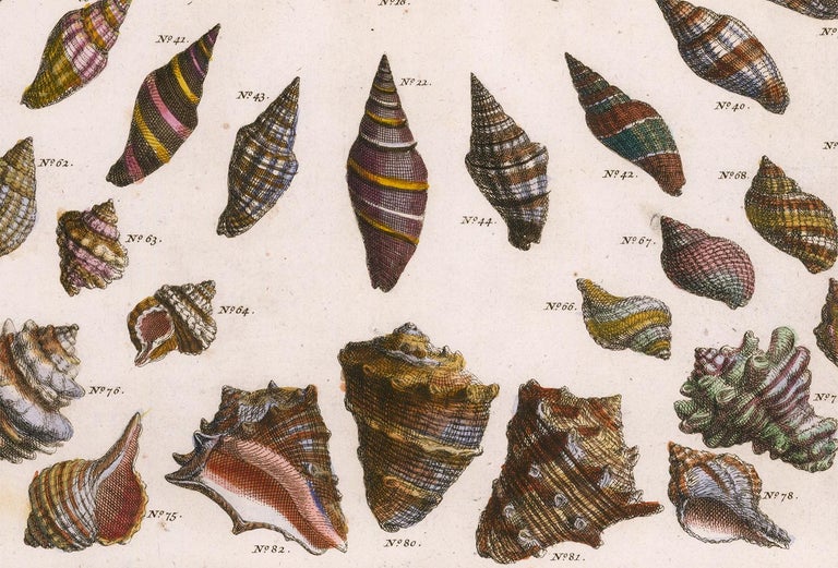 Albertus Seba - Hand-Colored Shell Engraving at 1stDibs