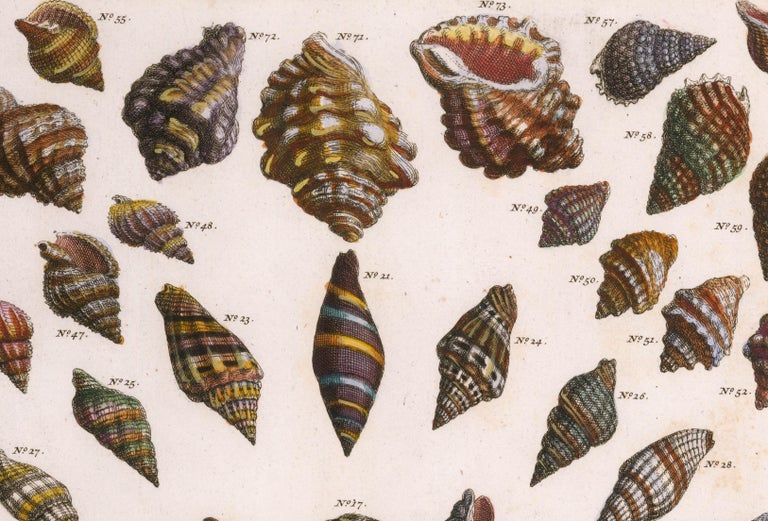 Albertus Seba - Hand-Colored Shell Engraving at 1stDibs