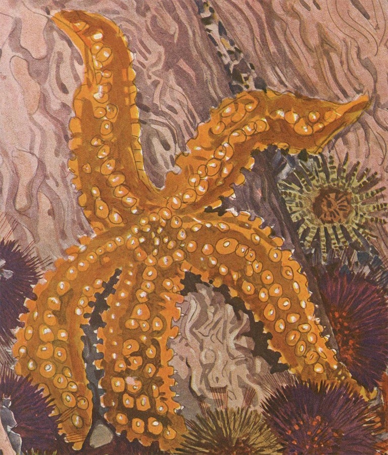 Mathurin Meheut - Starfish Print at 1stDibs