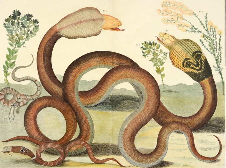 Albertus Seba - Albertus Seba, Snakes, at 1stDibs