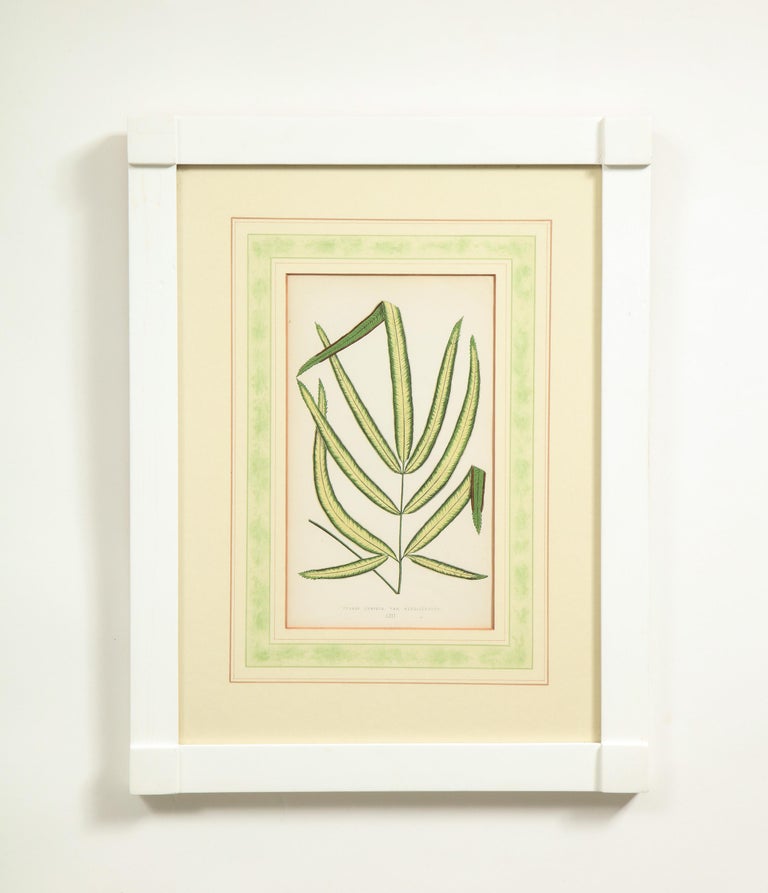 Edward Joseph Lowe - Set of Six Botanical Prints For Sale at 1stDibs