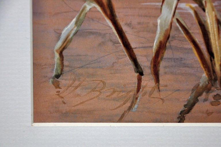 Harry Bright - White Storks. Large European African Asian Bird ...