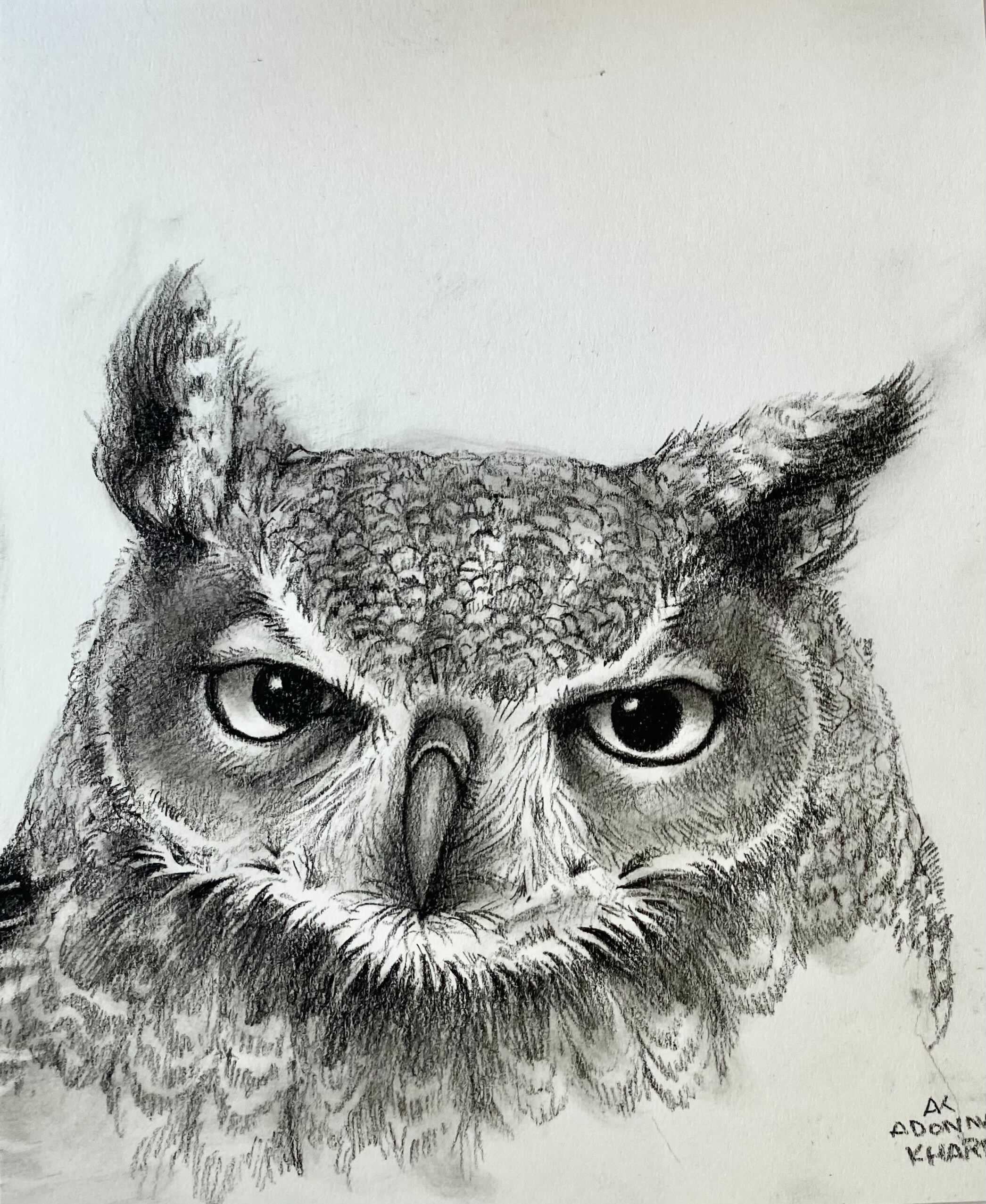 Owl Face Pencil Drawing