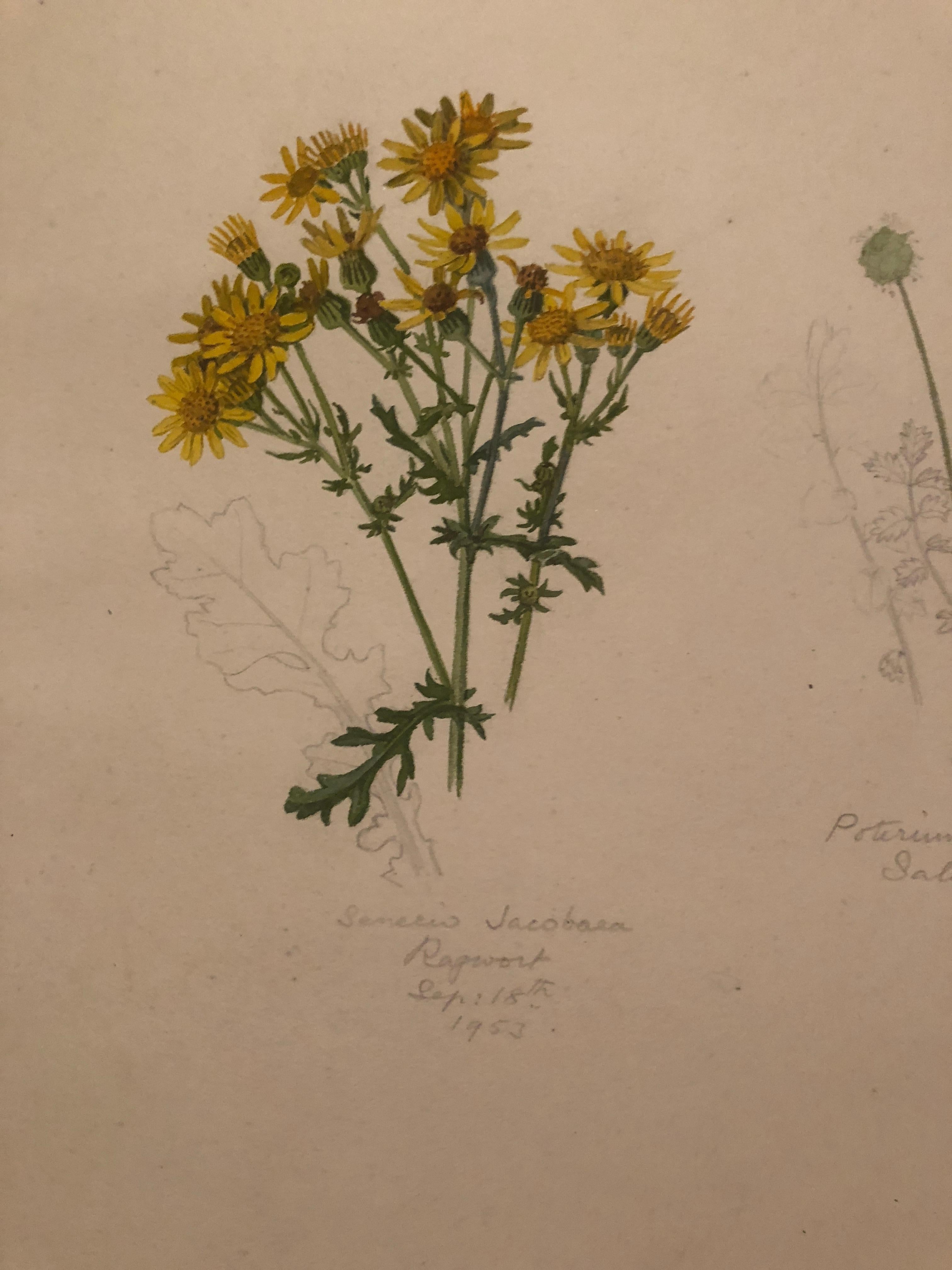 Dorothy Fitchew - Original English Botannical Watercolour Drawing, 1950 ...