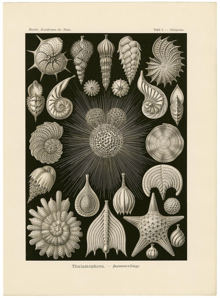 Ernst Haeckel - Art Forms in Nature (Plate 2 - Globigerina. Rounded ...