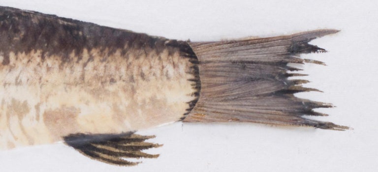 Georges Alexandre Malkine - Surrealist, French, 20th Century picture of ...