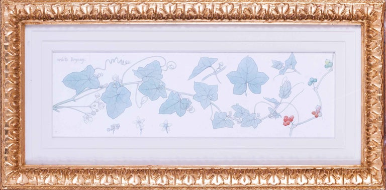Edward Ridley - Early 20th Century watercolour design of white bryony ...