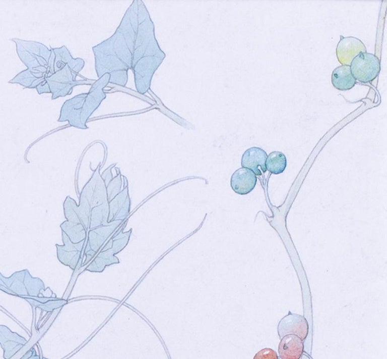 Edward Ridley - Early 20th Century watercolour design of white bryony ...