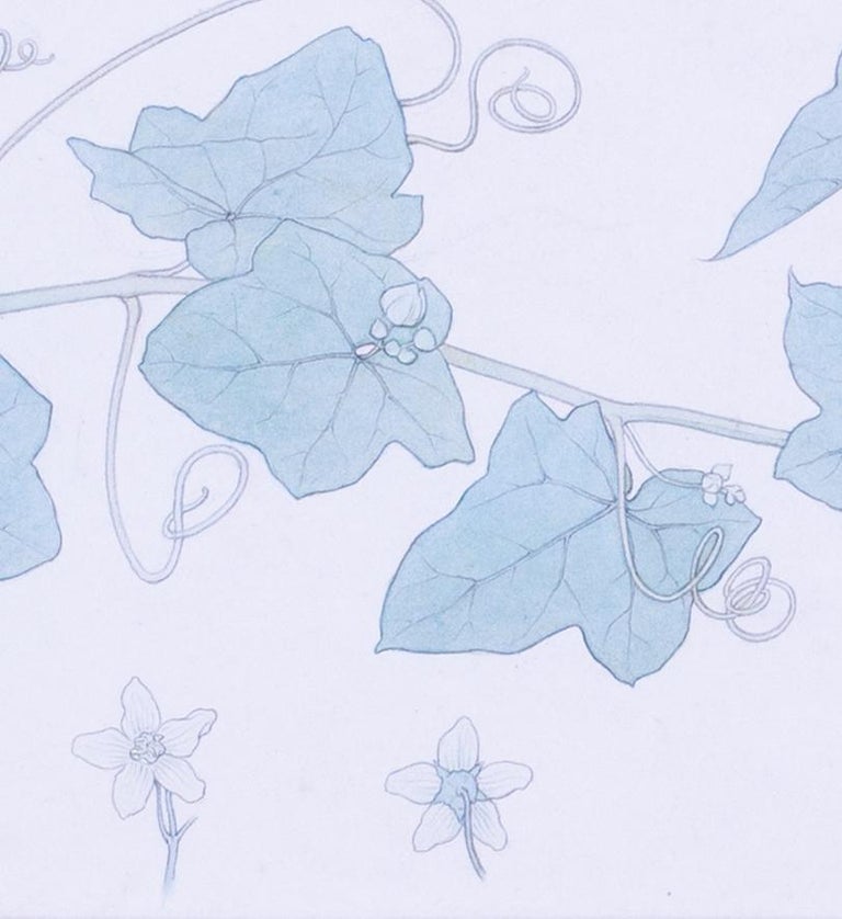 Edward Ridley - Early 20th Century watercolour design of white bryony ...