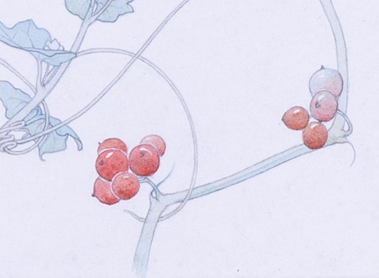 Edward Ridley - Early 20th Century watercolour design of white bryony ...