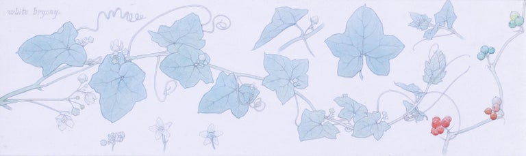 Edward Ridley - Early 20th Century watercolour design of white bryony ...