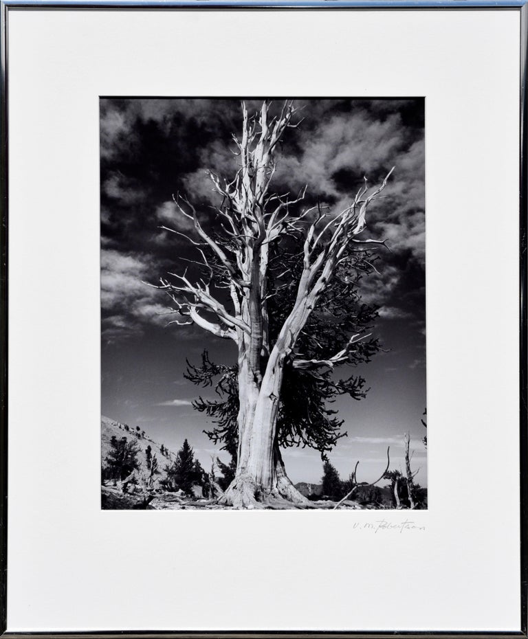 V. M. Robertson - Denuded Tree Yosemite at 1stDibs