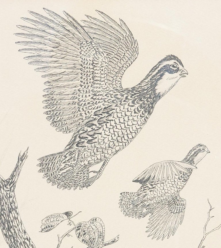 Unknown - Naturalistic Pen and Ink Drawing of a Pair of Quail Birds in ...