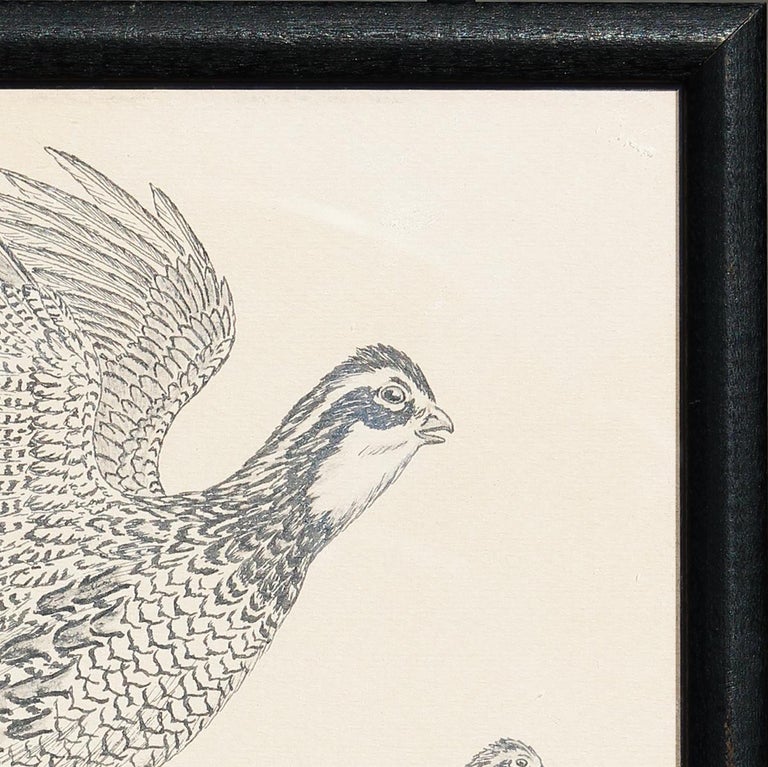Unknown - Naturalistic Pen and Ink Drawing of a Pair of Quail Birds in ...