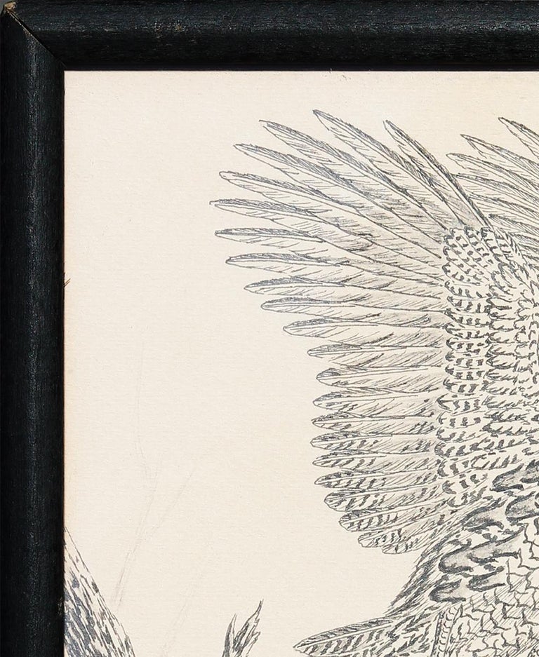 Unknown - Naturalistic Pen and Ink Drawing of a Pair of Quail Birds in ...