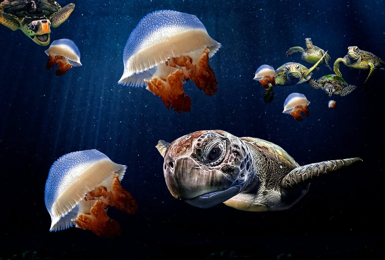 Clay Harris - Turtle Gathering For Sale at 1stDibs