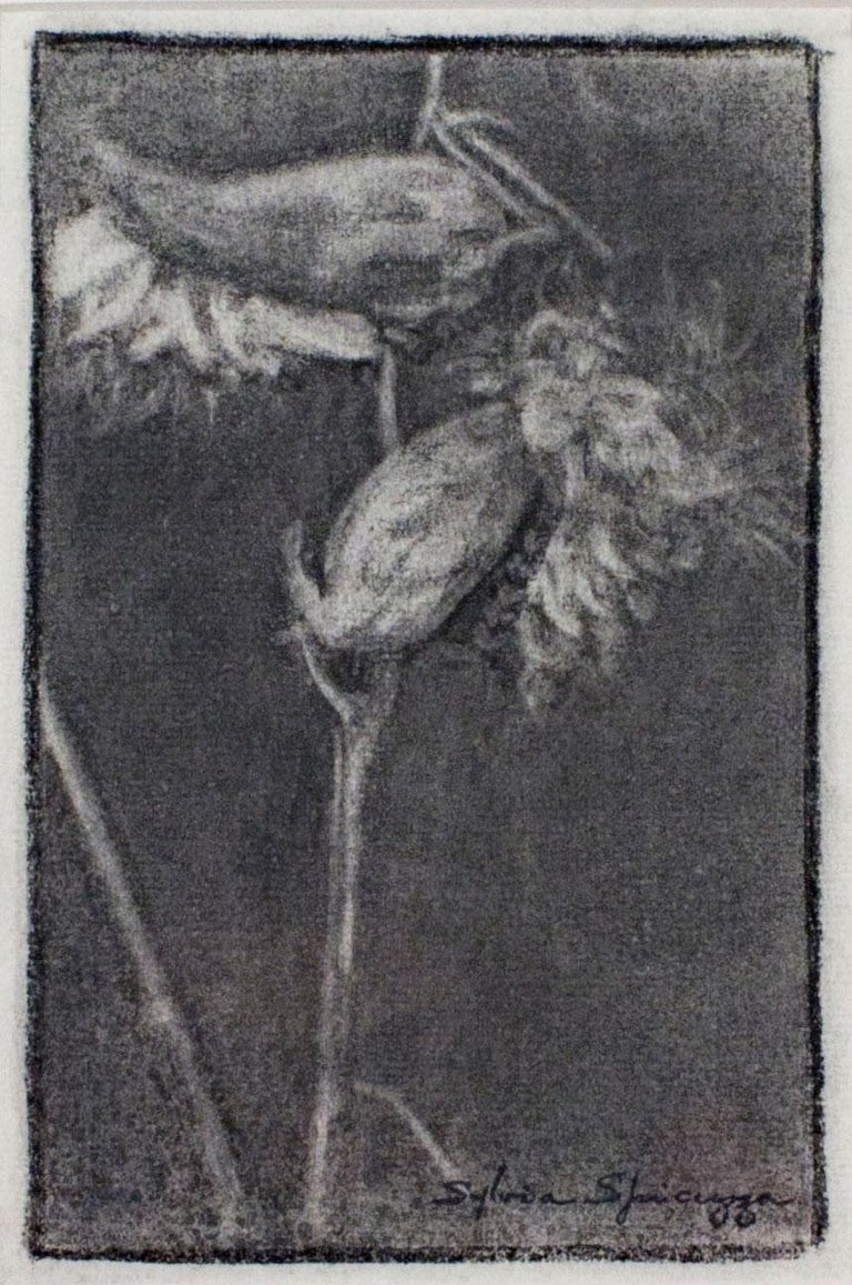 Sylvia Spicuzza - "Milkweed Pod I #528" original charcoal drawing by ...