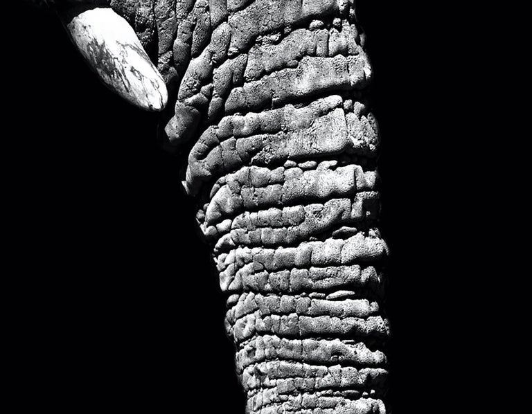 Max Garner Reidy - Elephantis – Max Garner Reidy – Animal Art for Sale ...