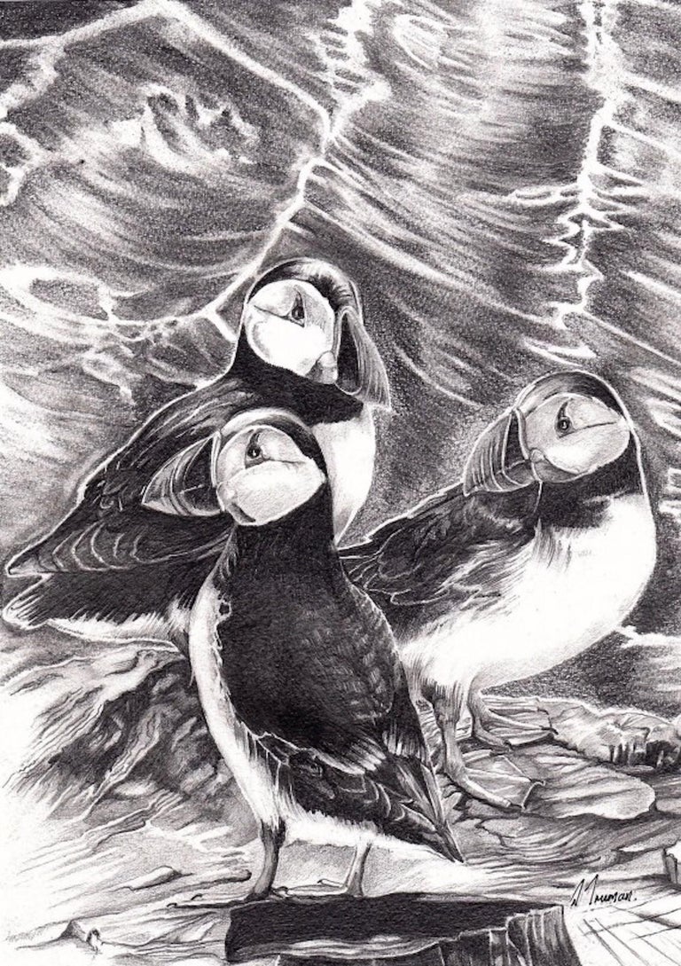 david truman - David Truman, Puffins, Original Animal Drawing, Bempton ...