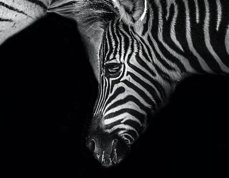 Max Garner Reidy - Zebra Mother and her Foal – Max Garner Reidy ...