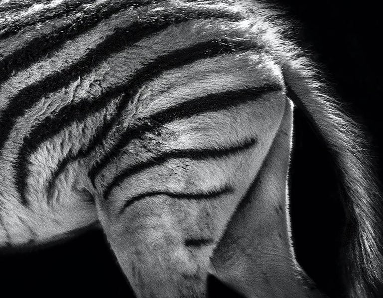 Max Garner Reidy - Zebra Mother and her Foal – Max Garner Reidy ...