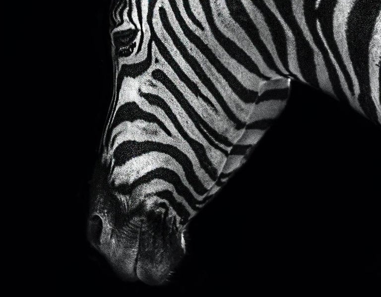 Max Garner Reidy - Zebra Mother and her Foal – Max Garner Reidy ...