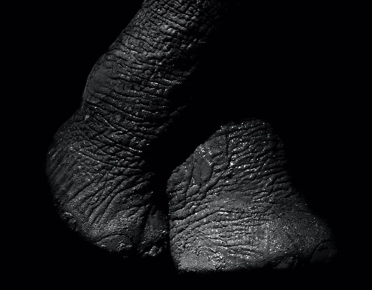 Max Garner Reidy - Elephantis – Max Garner Reidy – Animal Art for Sale ...