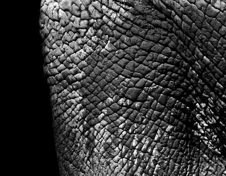 Max Garner Reidy - Elephantis – Max Garner Reidy – Animal Art for Sale ...