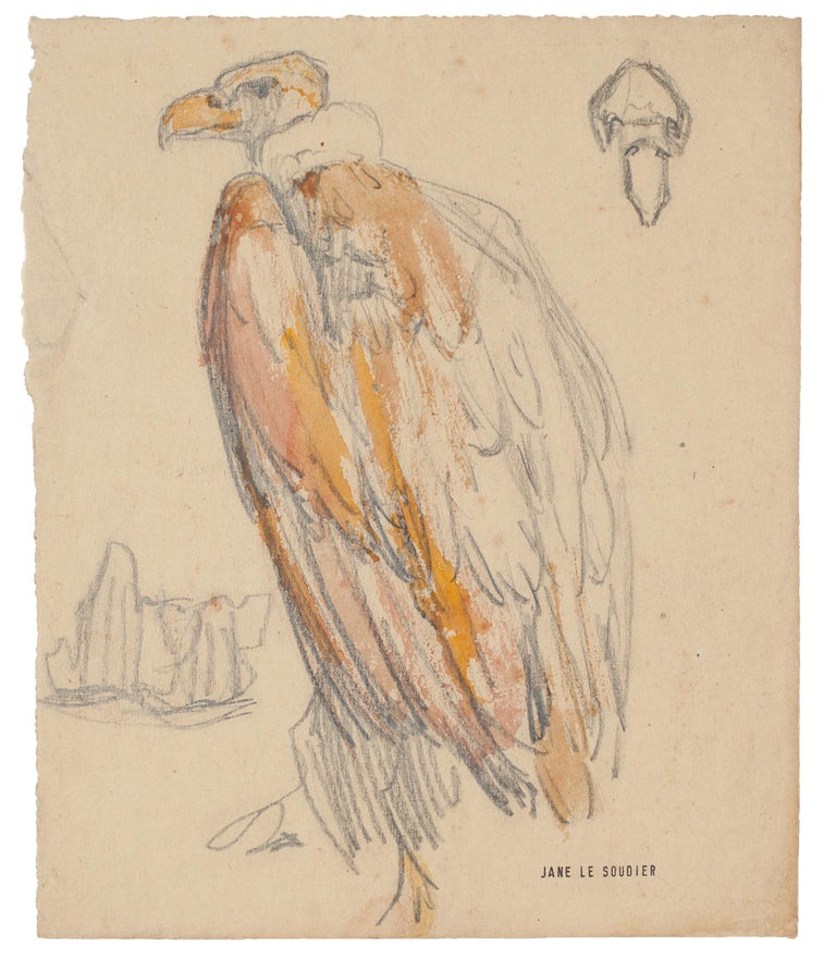 Jane Le Soudier - Vulture - Pencil and Pastel Drawing by Jane Le ...