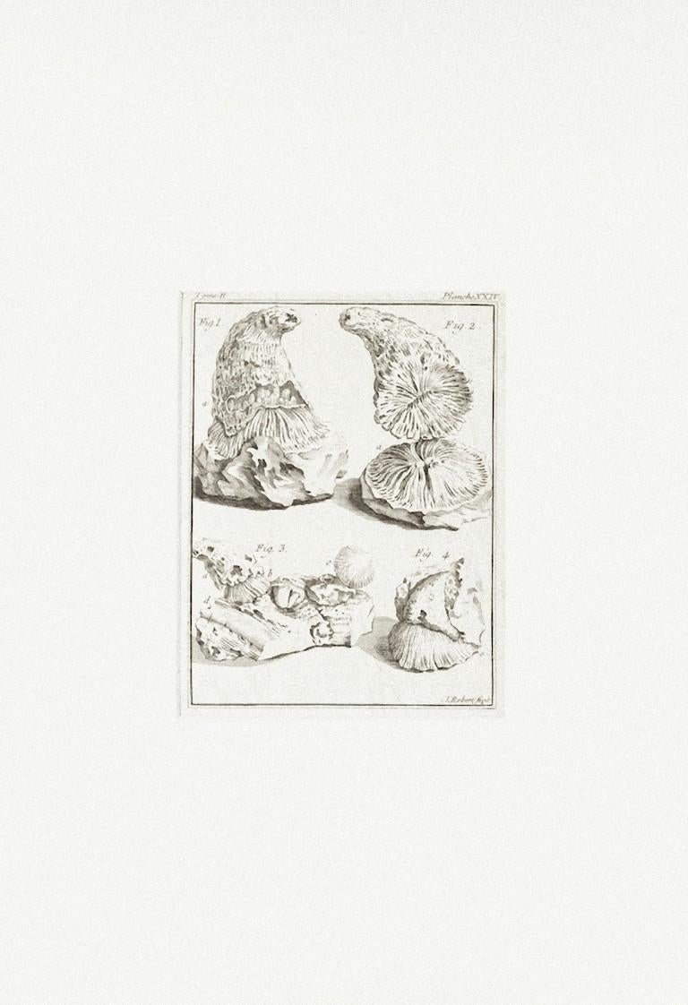Charles-Jules Robert - Shells - Etching on Paper by C.-J- Robert - Late ...